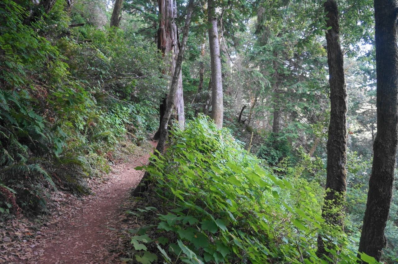 Humbug Mountain Trail (Humbug Mountain State Park, OR) – Live and Let Hike