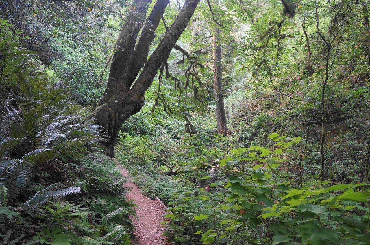 Humbug Mountain Trail (Humbug Mountain State Park, OR) – Live and Let Hike