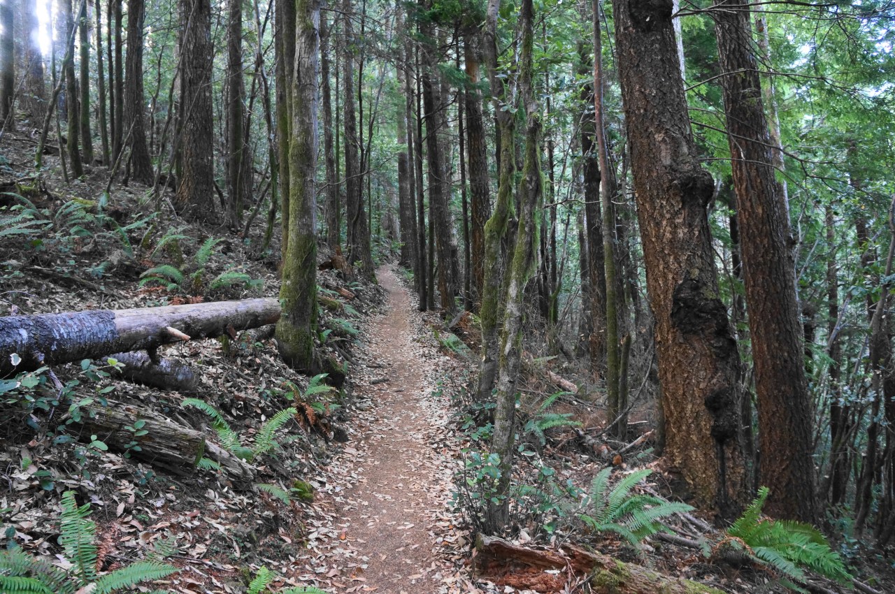 Humbug Mountain Trail (Humbug Mountain State Park, OR) – Live and Let Hike