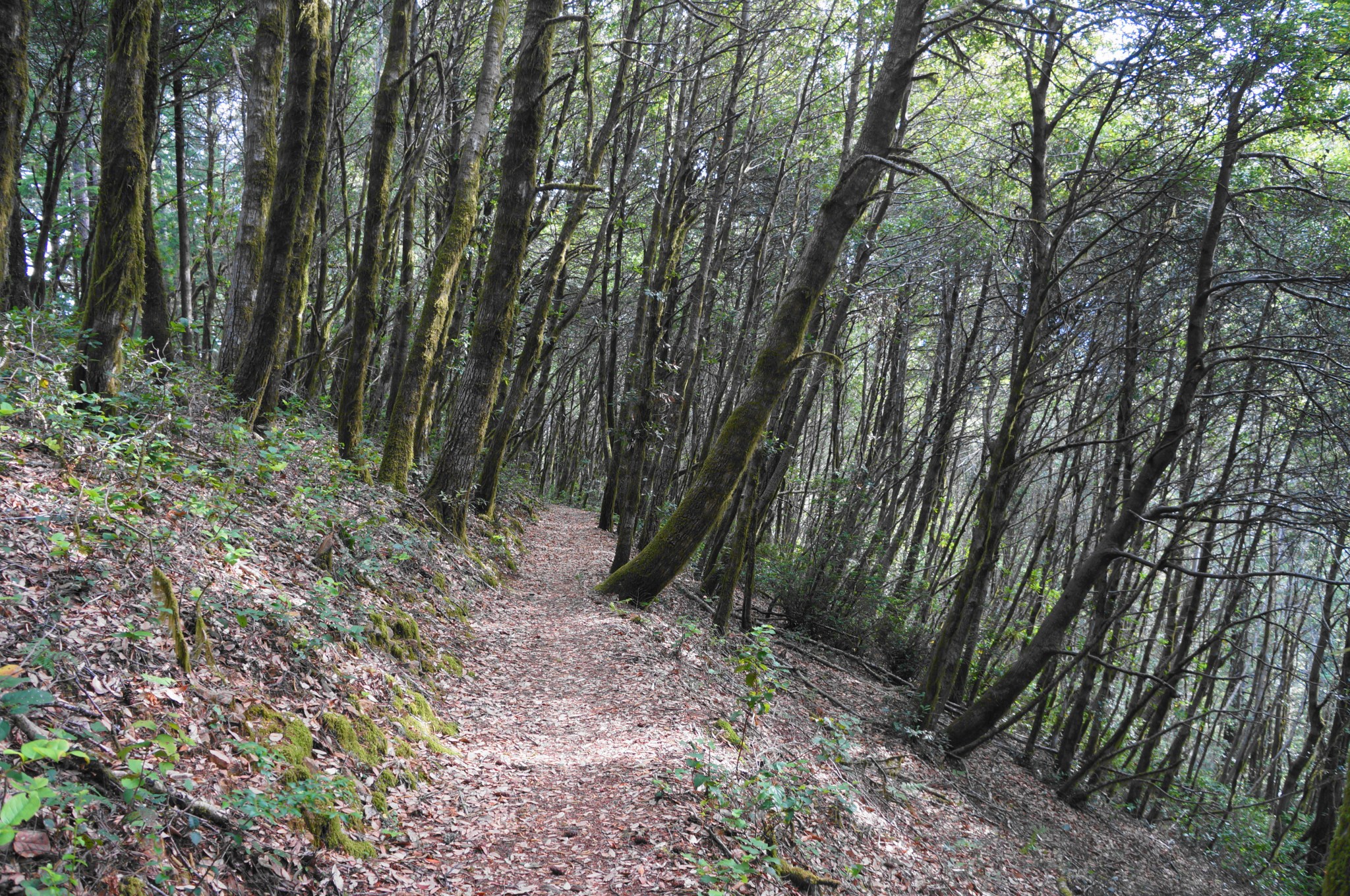 Humbug Mountain Trail (Humbug Mountain State Park, OR) – Live and Let Hike