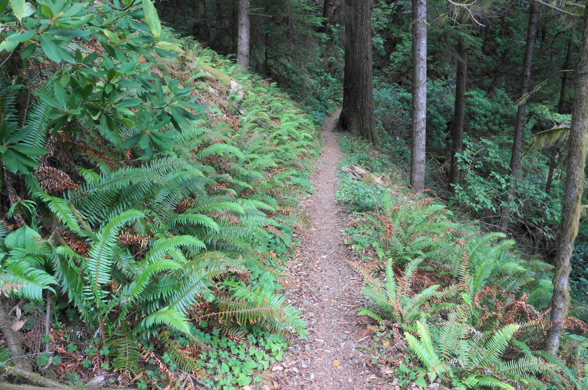 Humbug Mountain Trail (Humbug Mountain State Park, OR) – Live and Let Hike