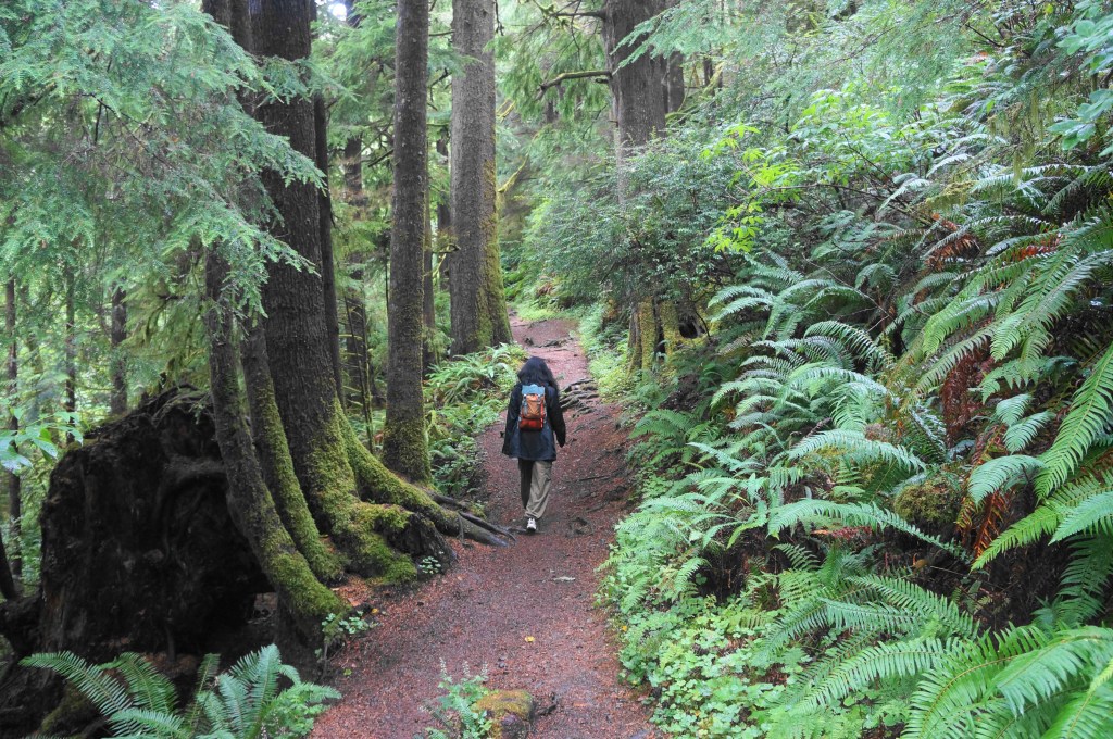 Cape Falcon Trail (Oswald West State Park, OR) – Live and Let Hike