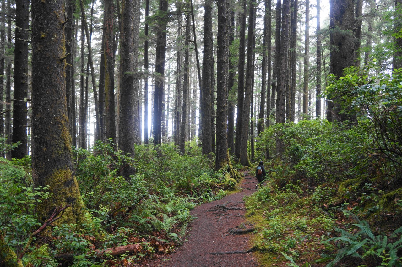 Cape Falcon Trail (Oswald West State Park, OR) – Live and Let Hike