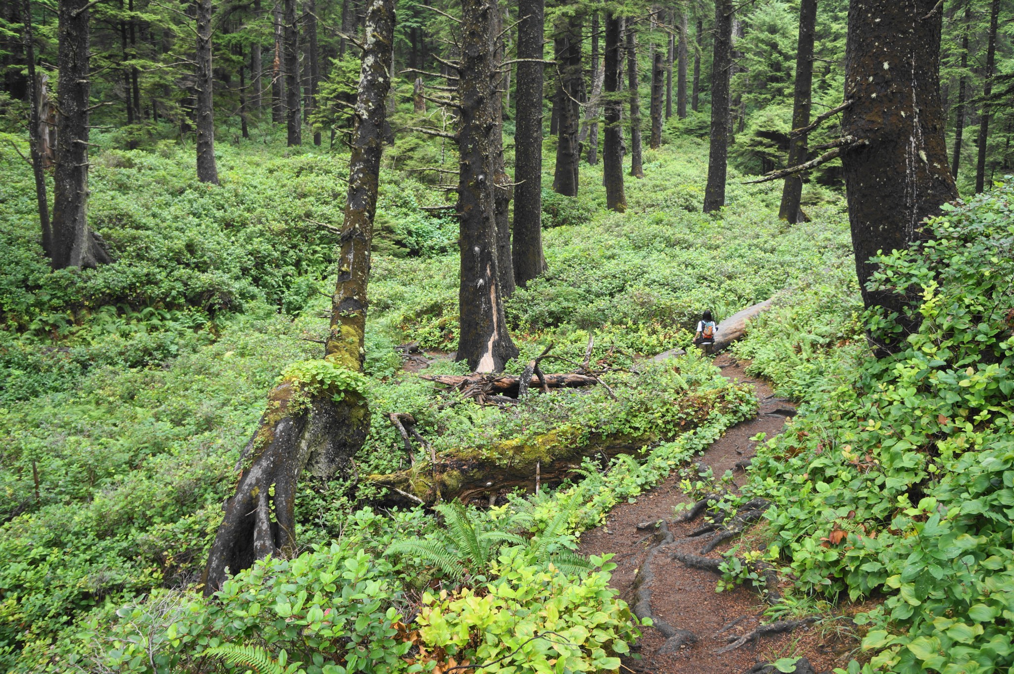 Cape Falcon Trail (Oswald West State Park, OR) – Live and Let Hike