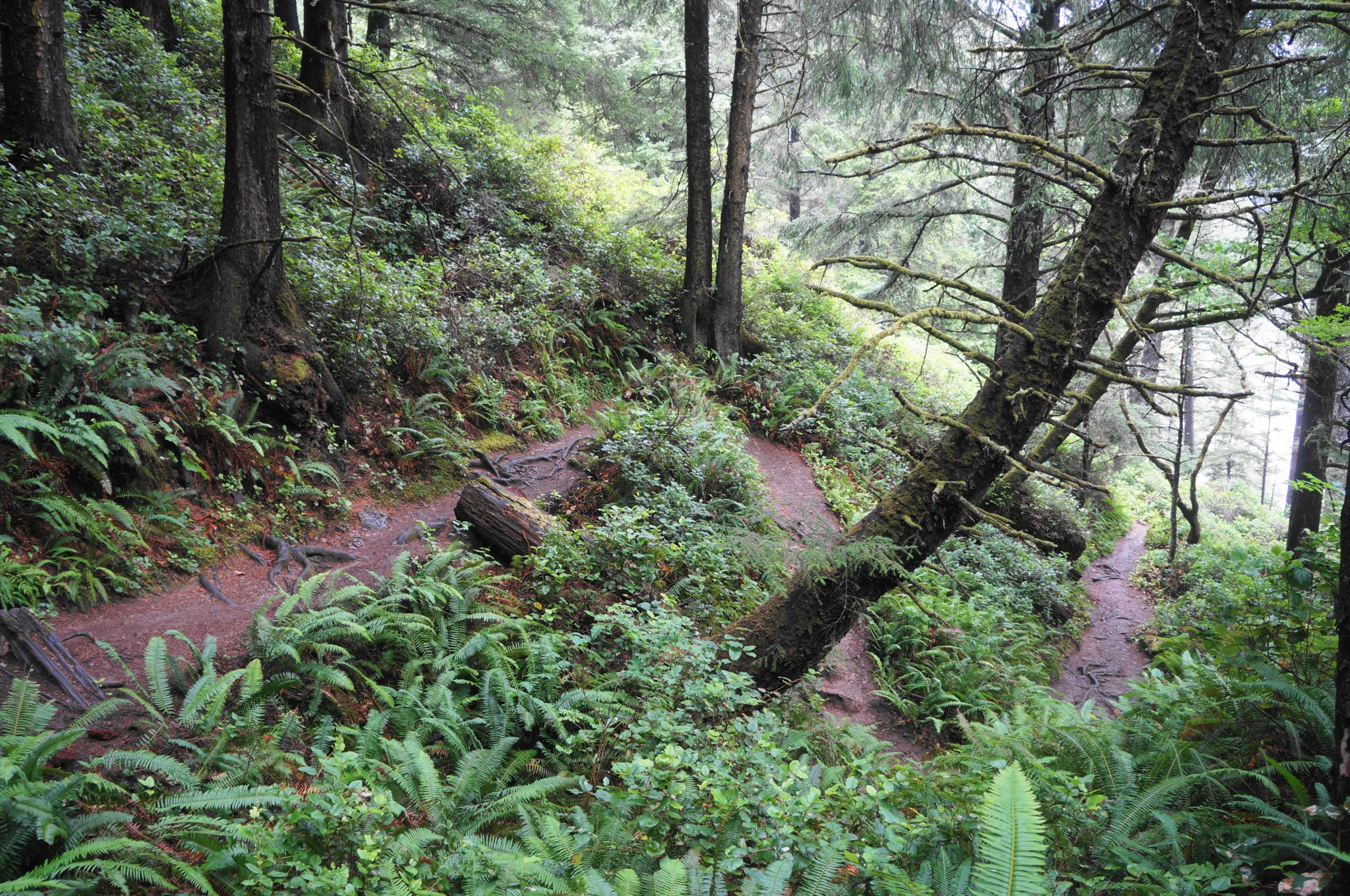 Cape Falcon Trail (Oswald West State Park, OR) – Live and Let Hike