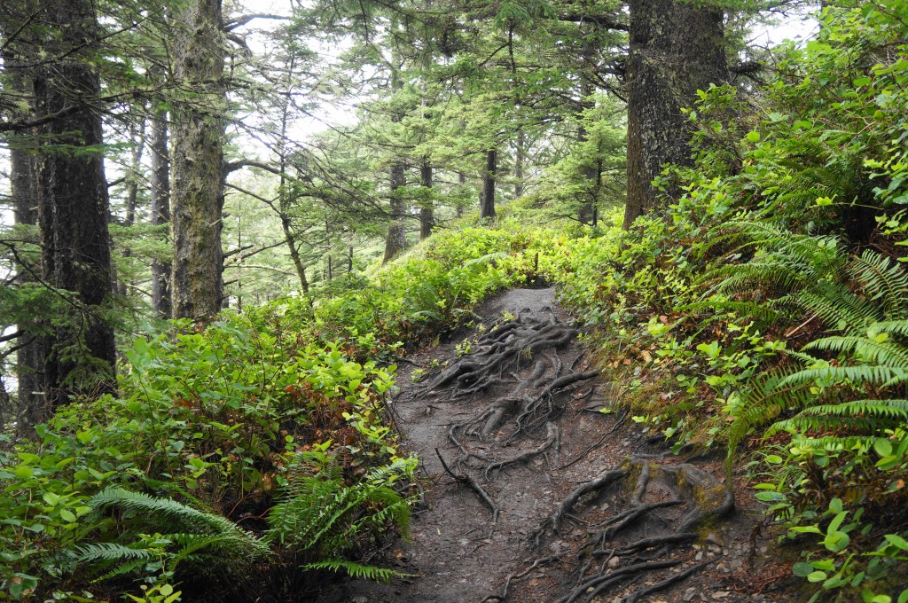 Cape Falcon Trail (Oswald West State Park, OR) – Live and Let Hike